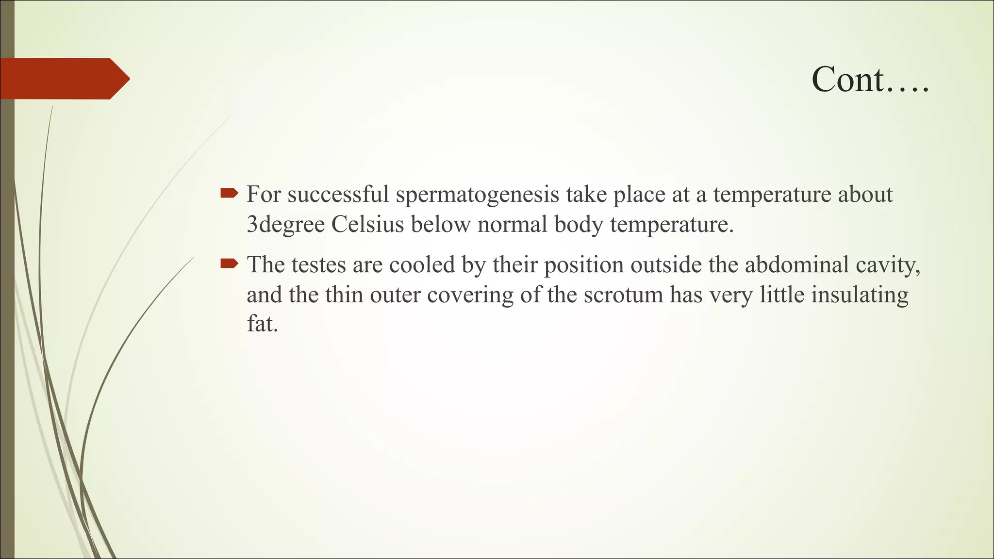 Male reproductive system | PDF
