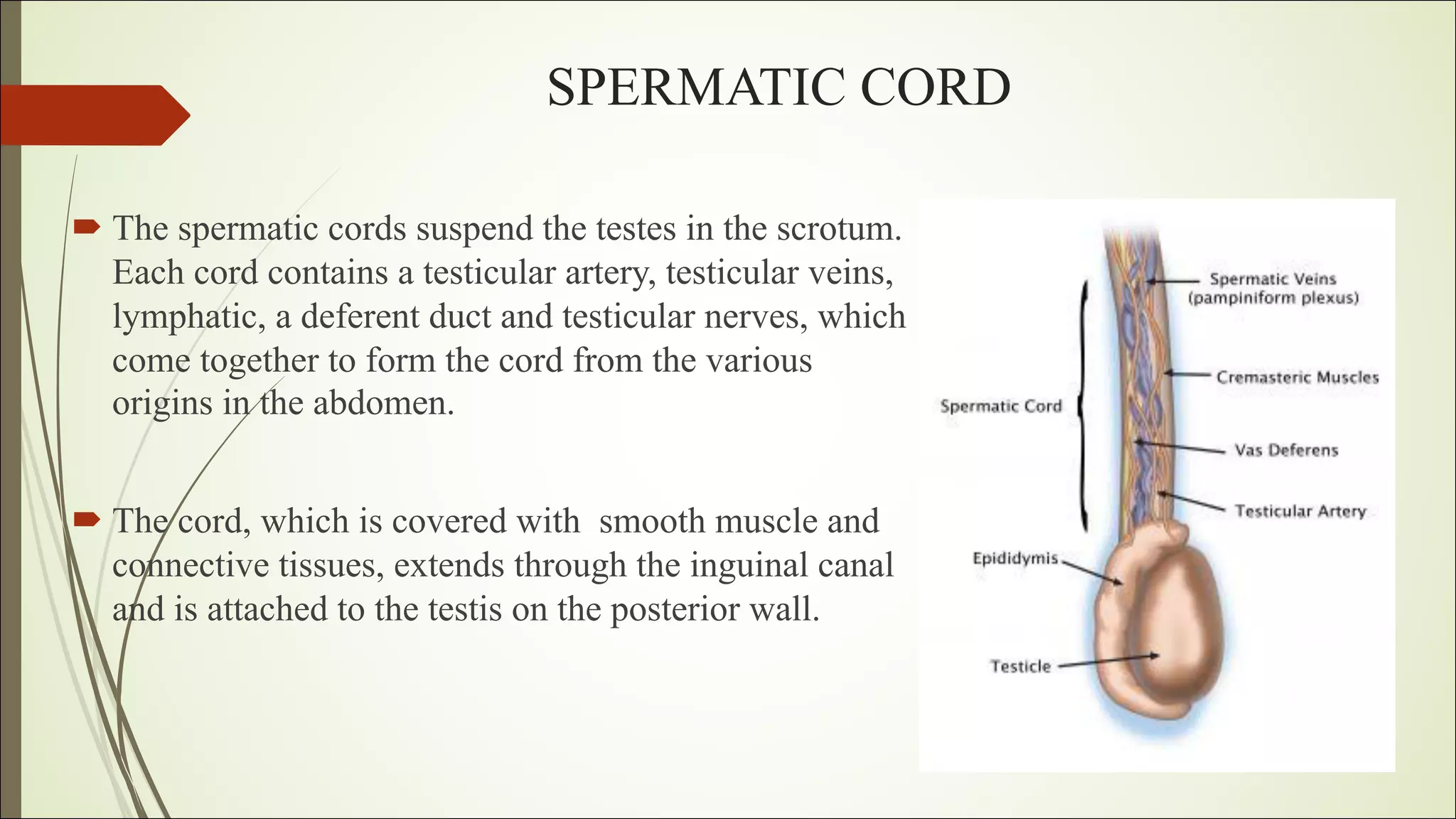 Male reproductive system | PDF