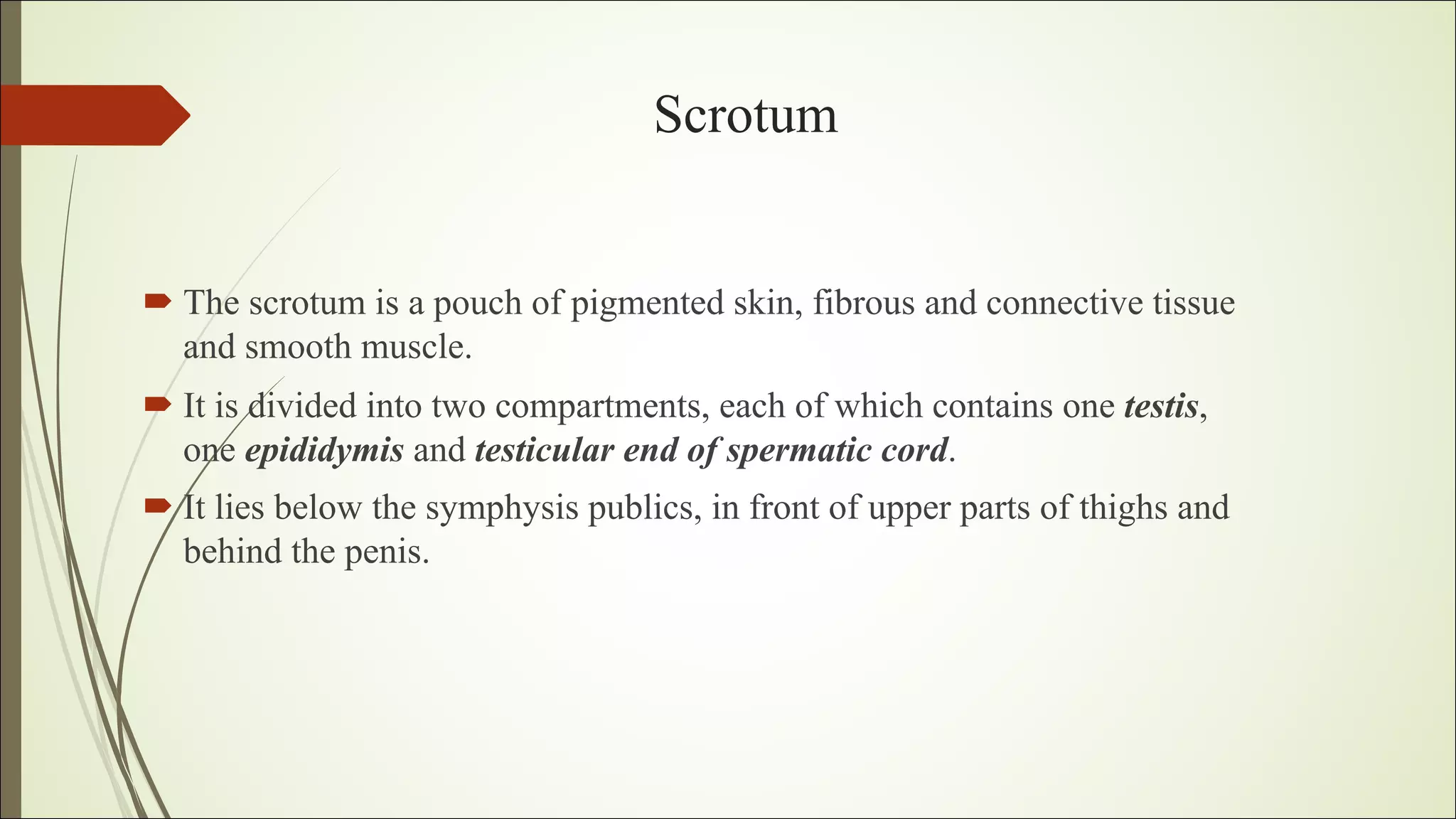 Male reproductive system | PDF