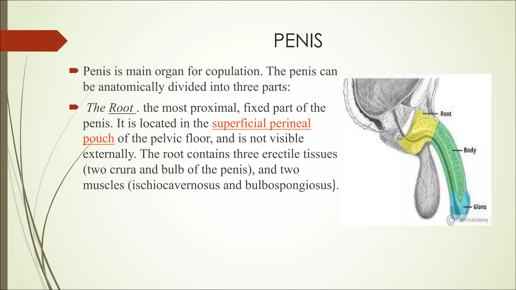 Male Reproductive System Pdf