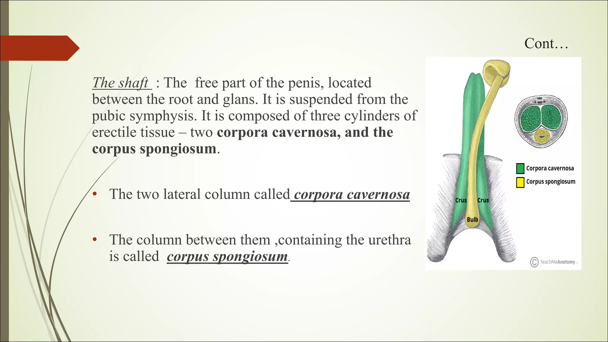 Male reproductive system | PDF