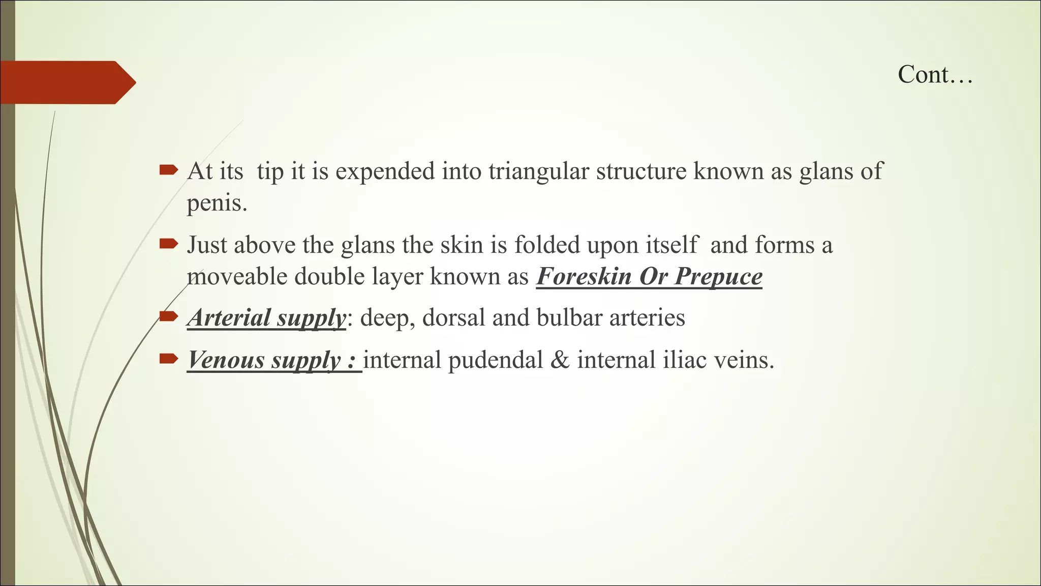 Male reproductive system | PDF