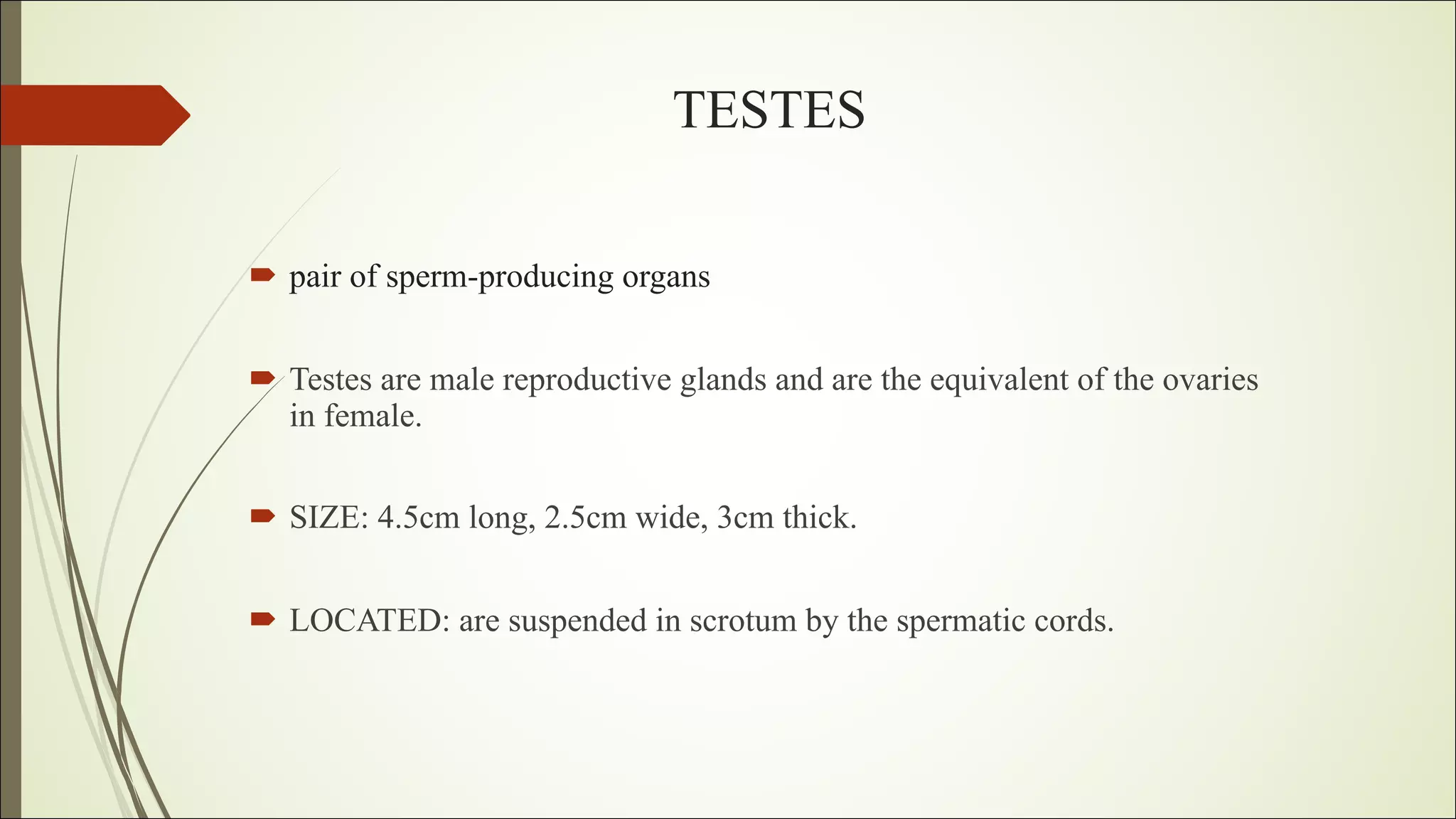 Male reproductive system | PDF