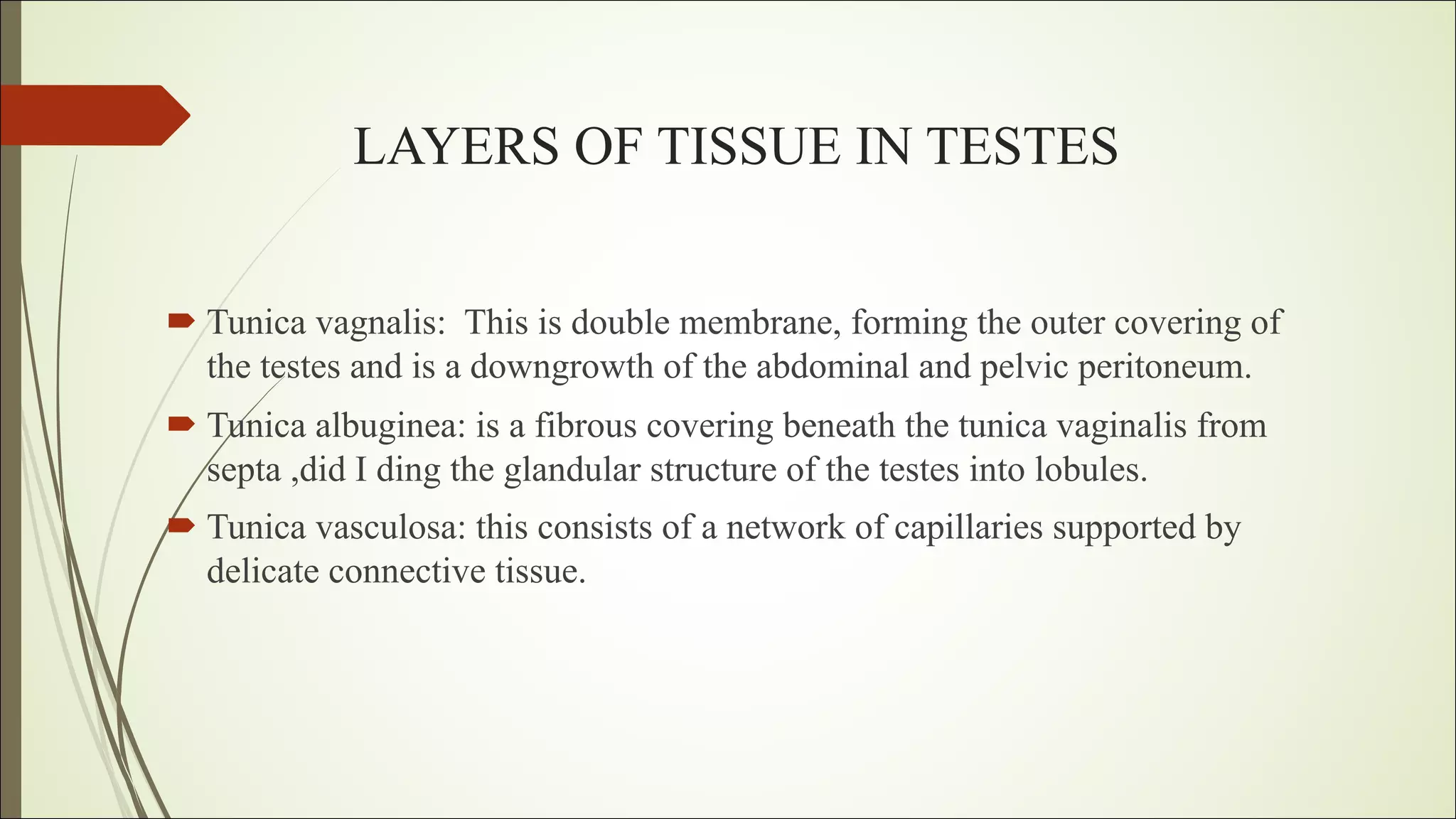 Male reproductive system | PDF