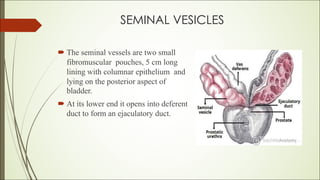 Male reproductive system | PDF