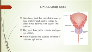 Male reproductive system | PDF