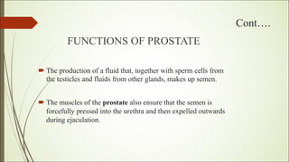 Male reproductive system | PDF