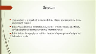 Male reproductive system | PDF