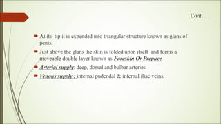 Male reproductive system | PDF