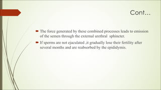 Male reproductive system | PDF
