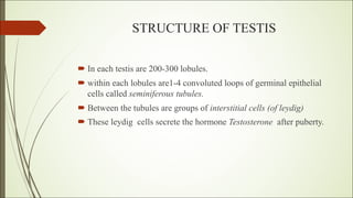 Male reproductive system | PDF