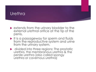 Male reproductive system Cyril Skaria | PPTX
