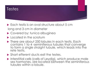Male reproductive system Cyril Skaria | PPTX
