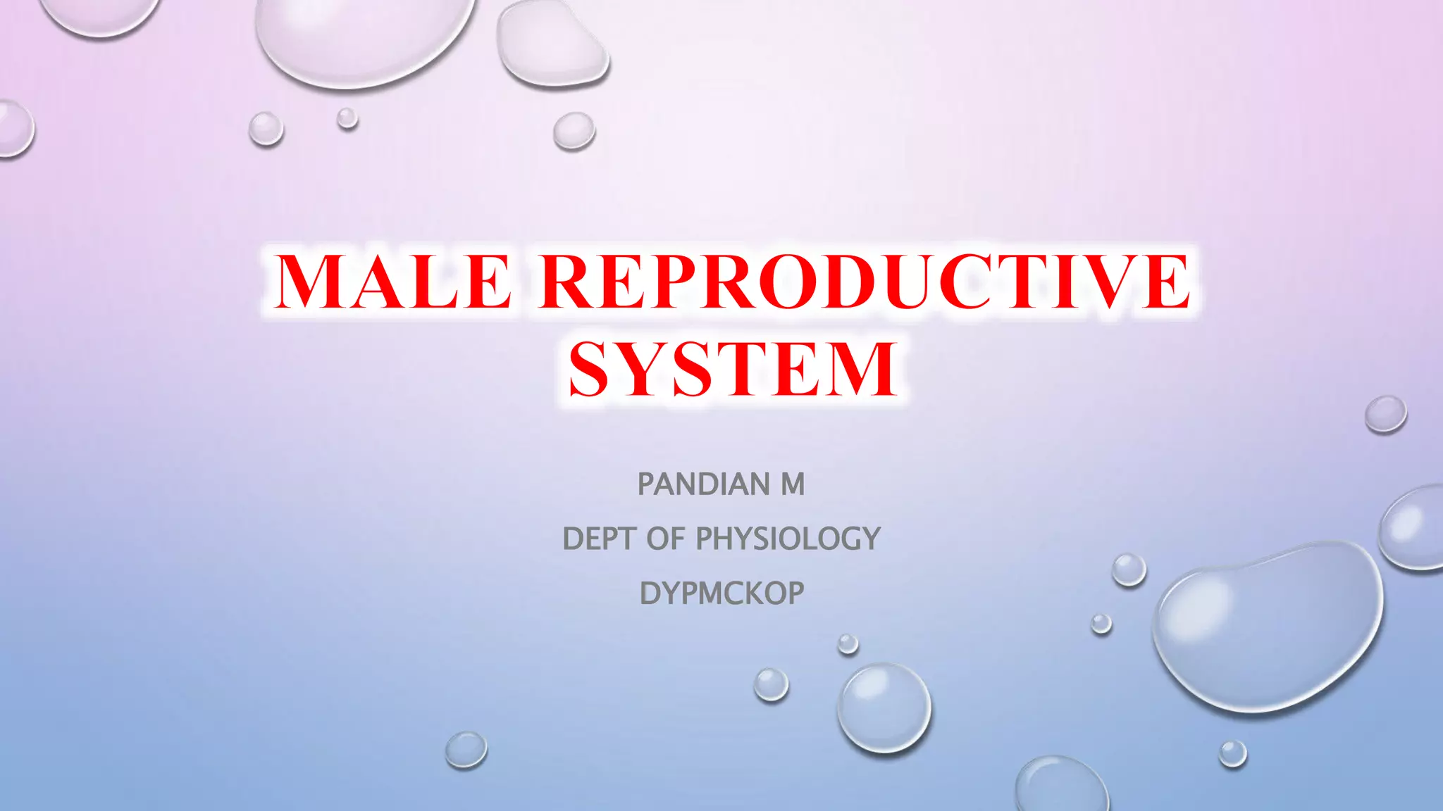 Male reproductive system by Pandian M, tutor, Dept of Physiology ...