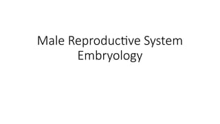 Male Reproductive System Embryology.pptx