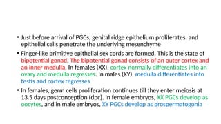 Male Reproductive System Embryology.pptx