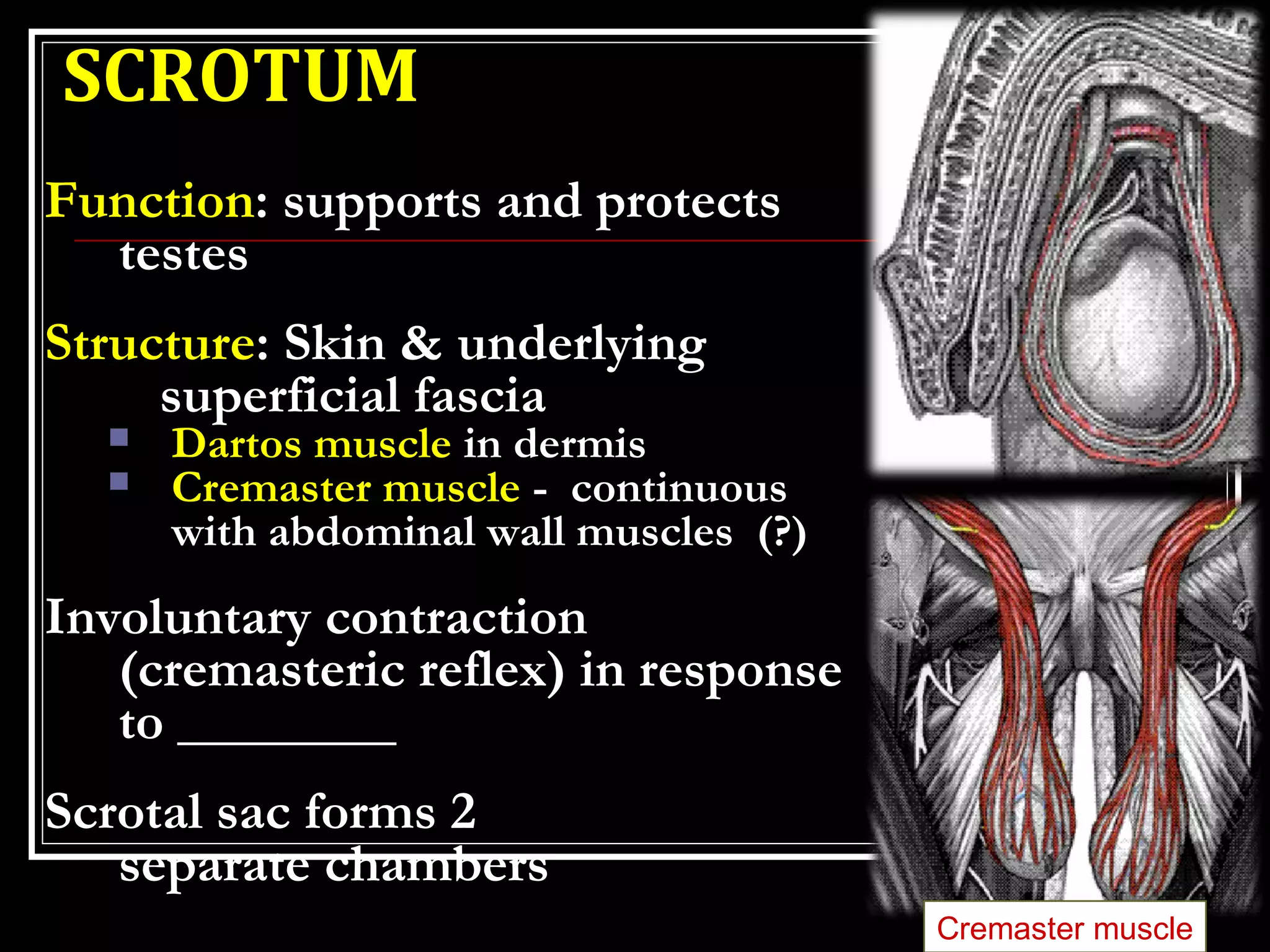 MALE REPRODUCTIVE SYSTEM I | PPT