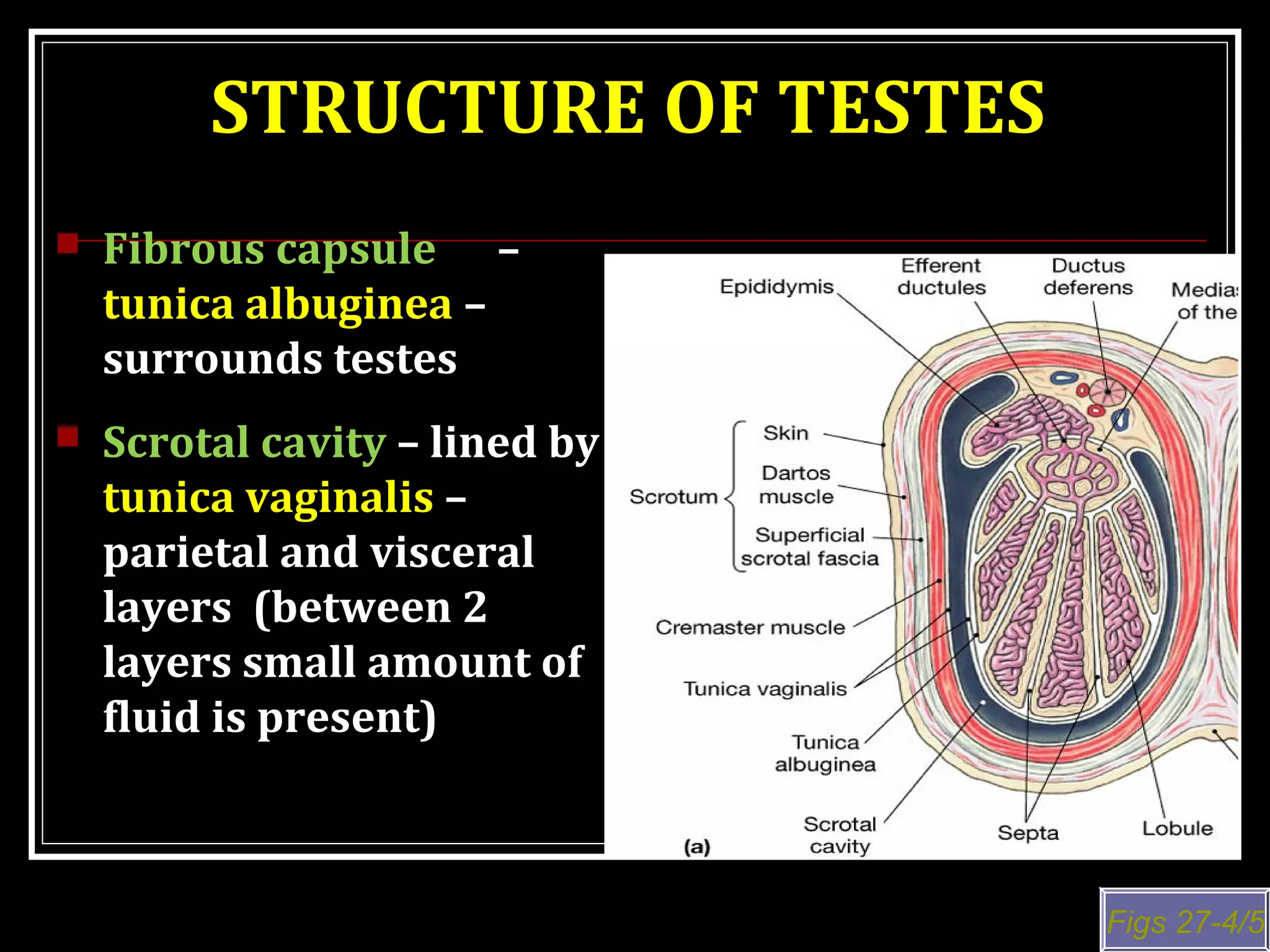 MALE REPRODUCTIVE SYSTEM I | PPT