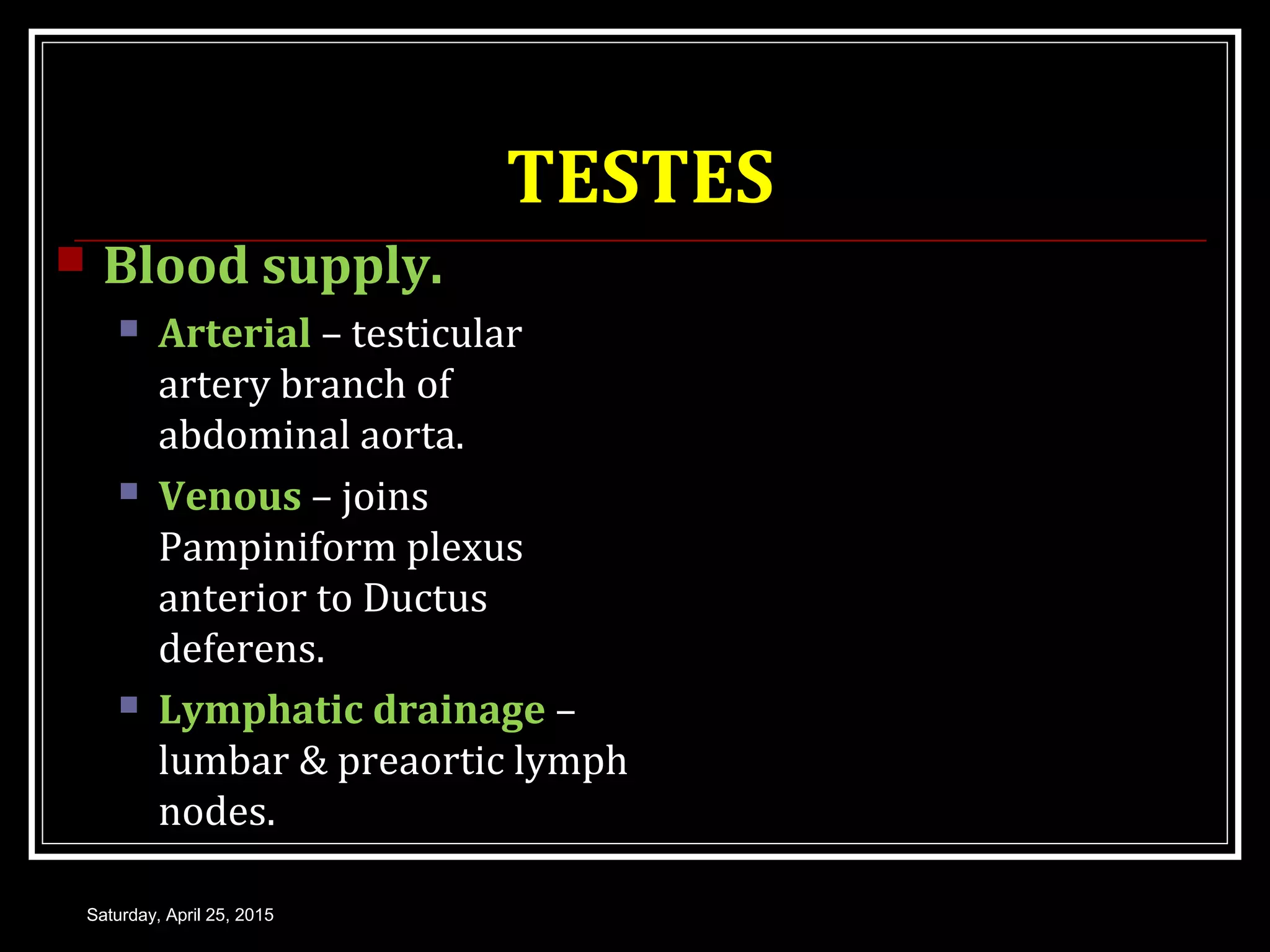 MALE REPRODUCTIVE SYSTEM I | PPT