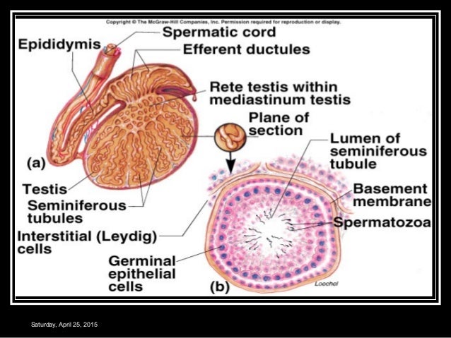 MALE REPRODUCTIVE SYSTEM I
