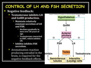 MALE REPRODUCTIVE SYSTEM II | PPT