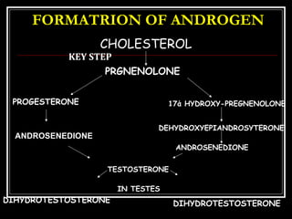 MALE REPRODUCTIVE SYSTEM II | PPT