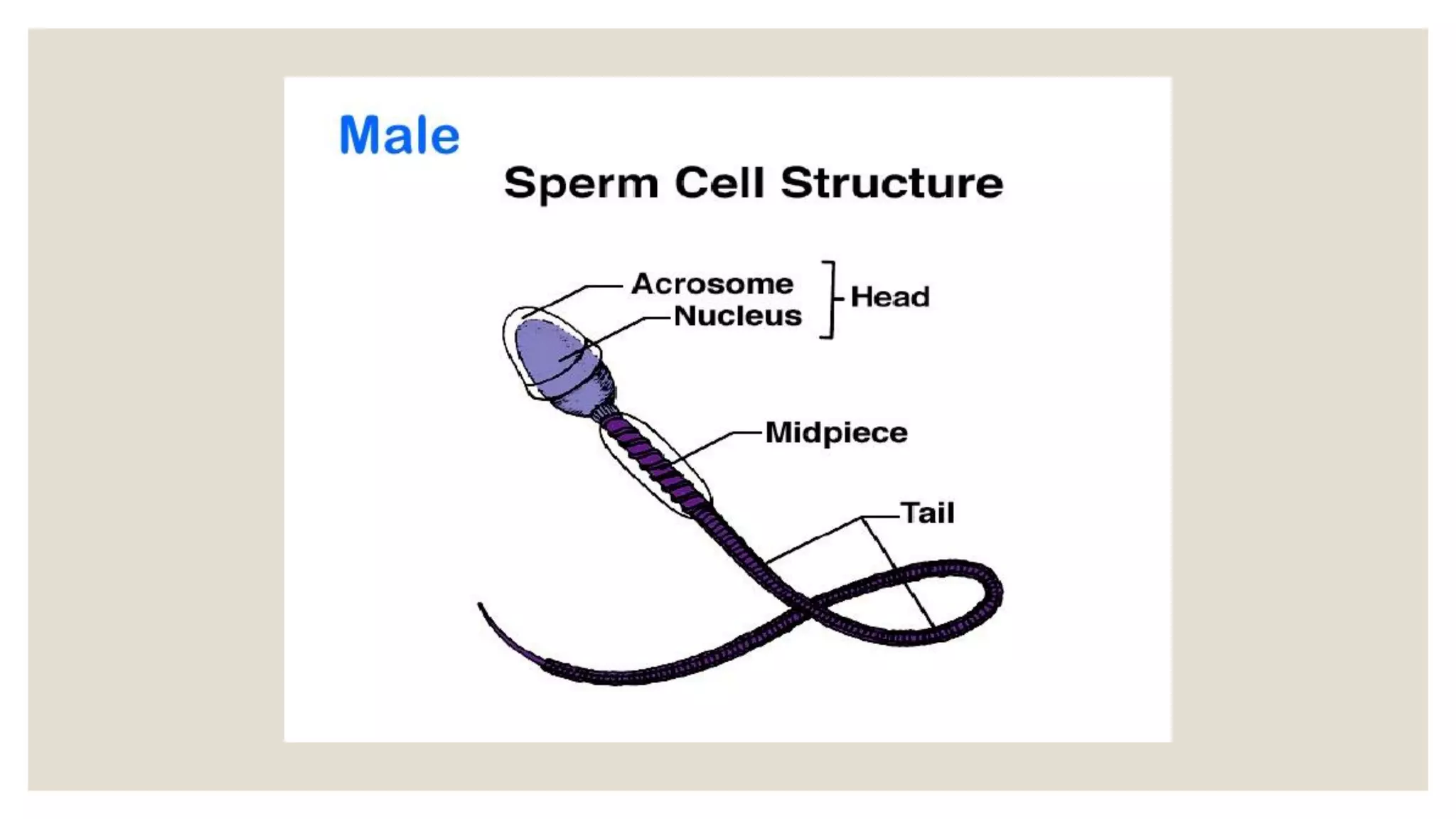 Male reproductive system introduction & assessment | PDF