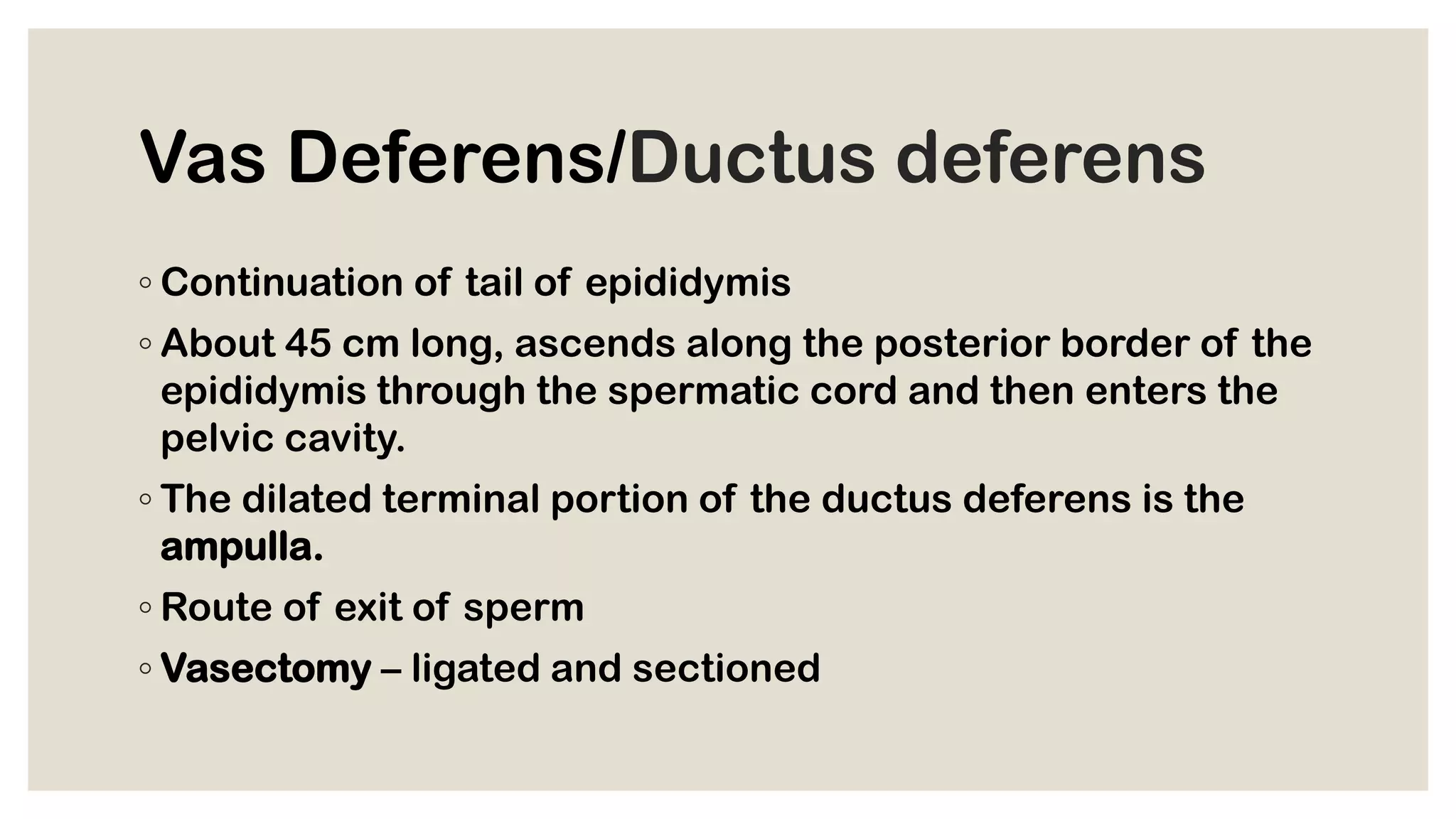 Male reproductive system introduction & assessment | PDF