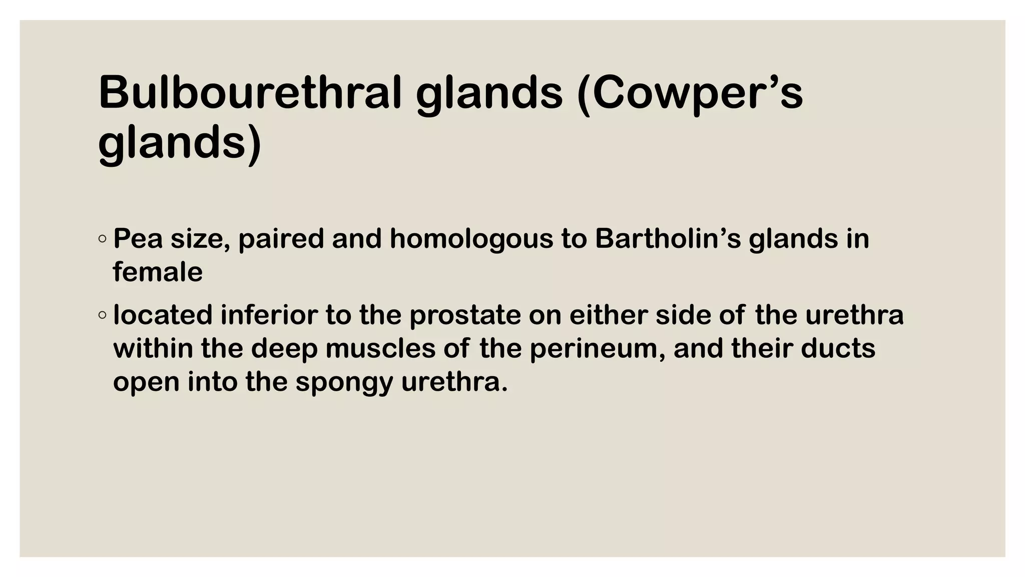 Male reproductive system introduction & assessment | PDF