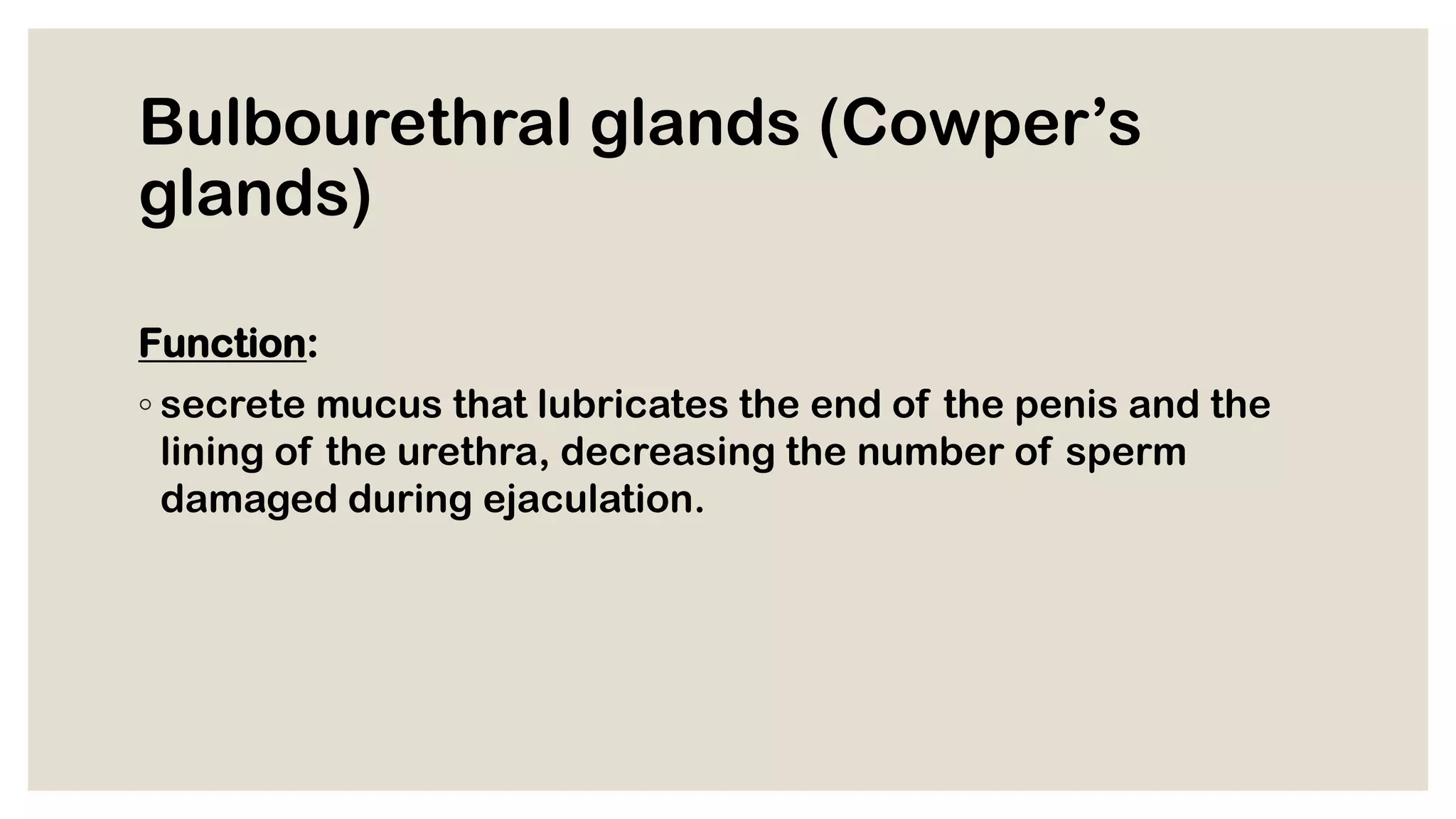 Male reproductive system introduction & assessment | PDF