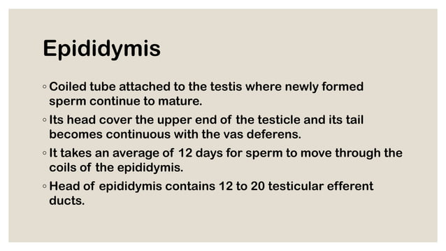 Male reproductive system introduction & assessment | PDF | Infertility ...