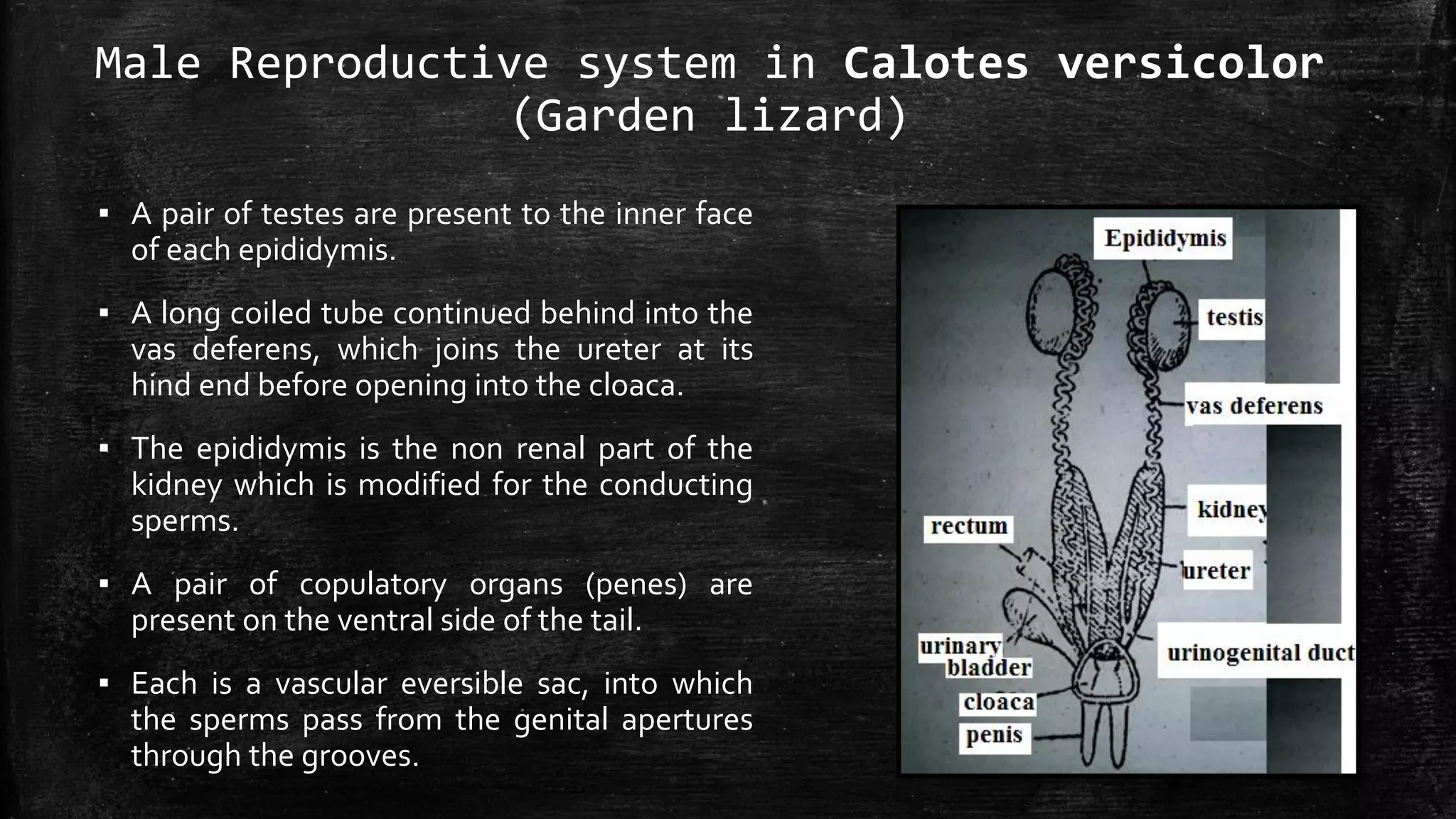 Male reproductive system in vertebrates | PDF