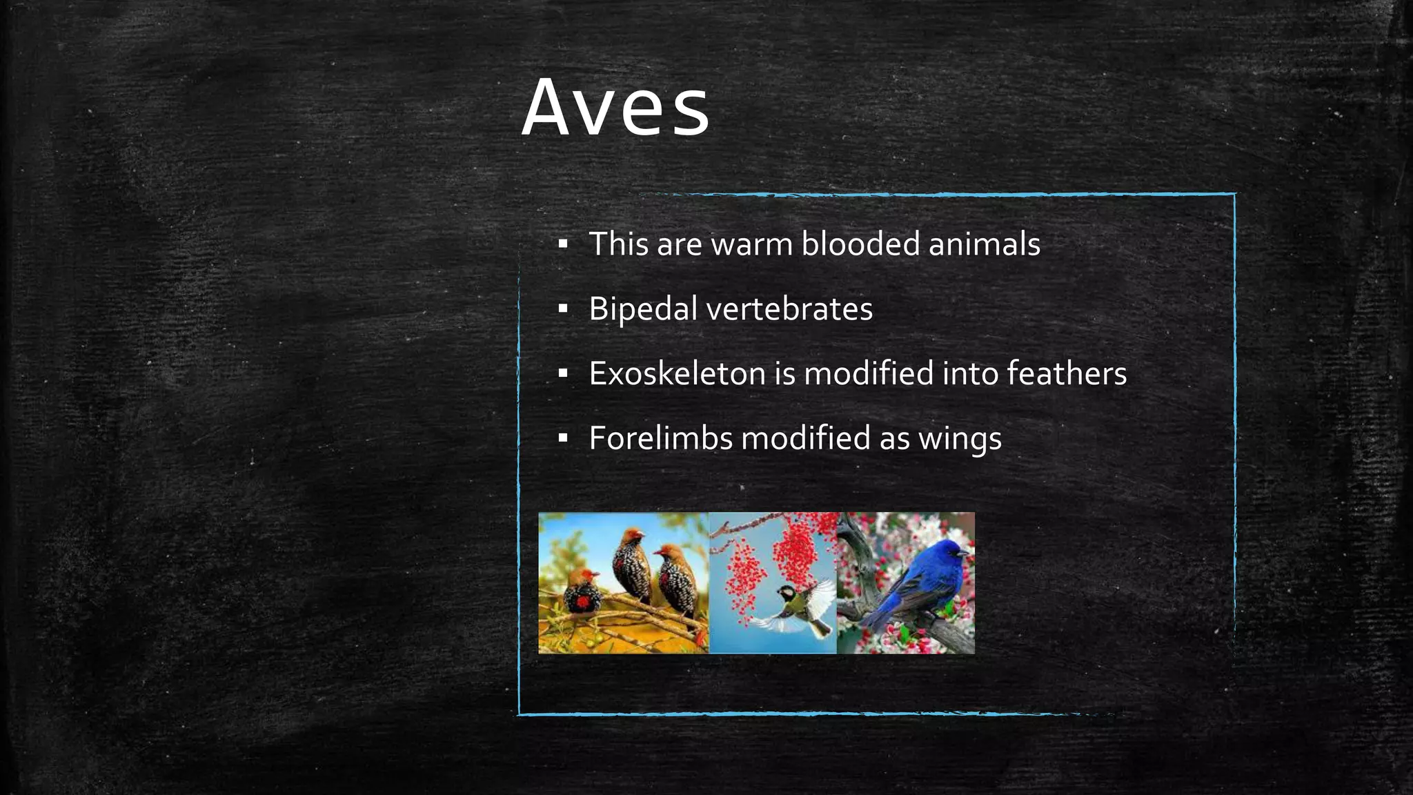 Male reproductive system in vertebrates | PDF