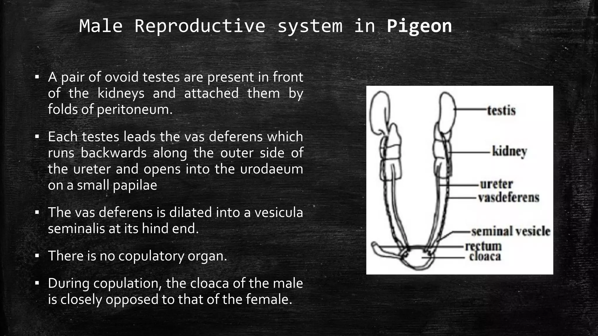 Male reproductive system in vertebrates | PDF