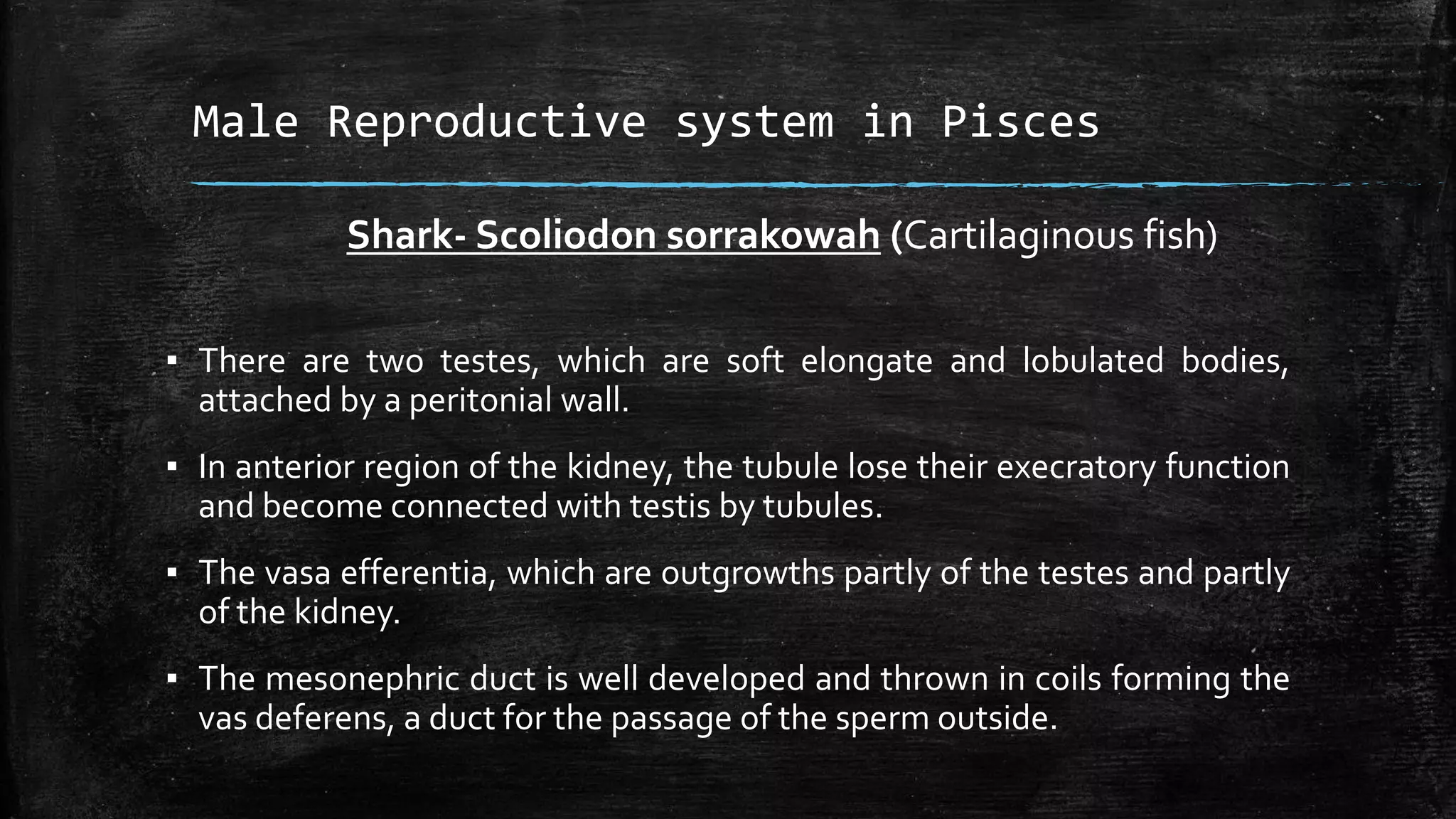 Male reproductive system in vertebrates | PDF