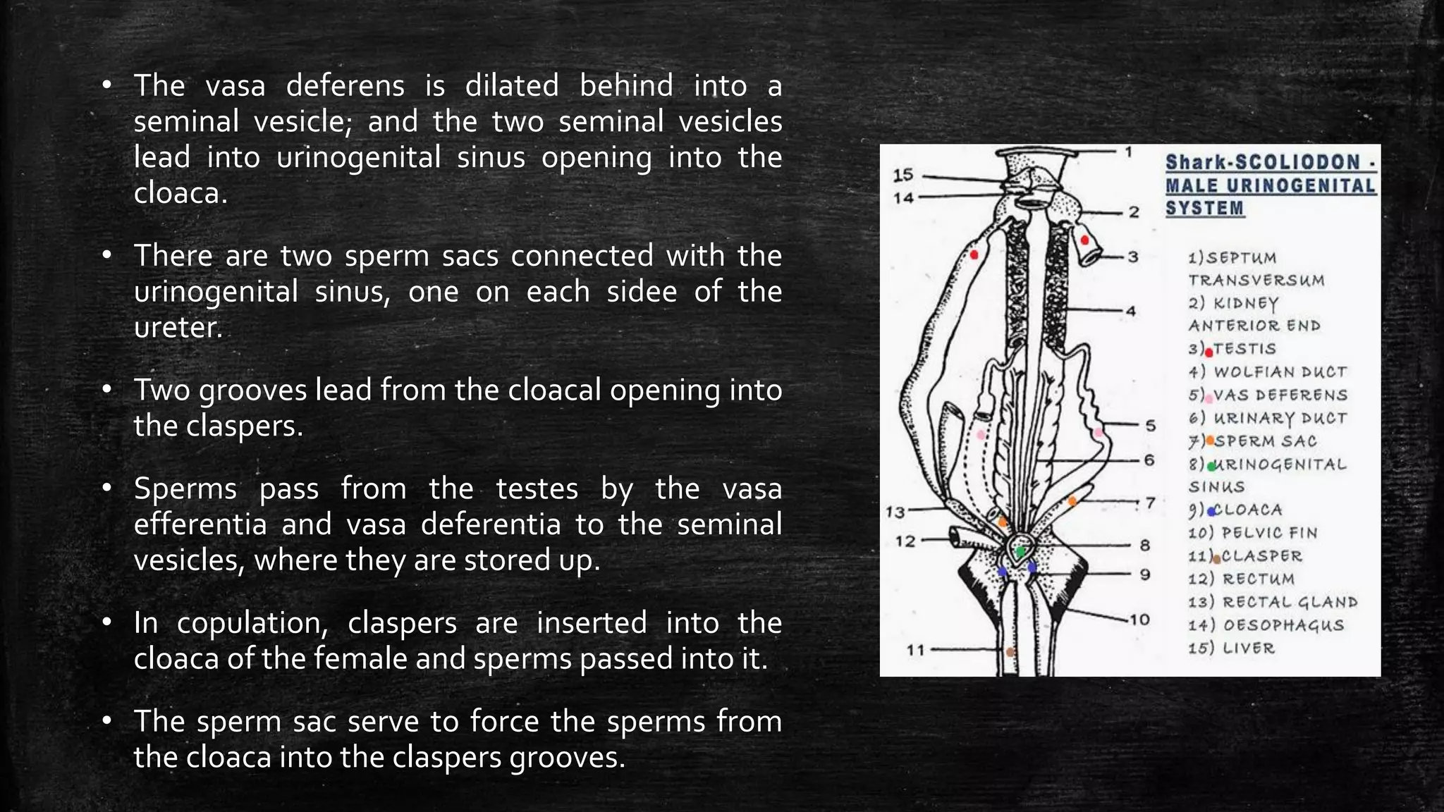 Male reproductive system in vertebrates | PDF