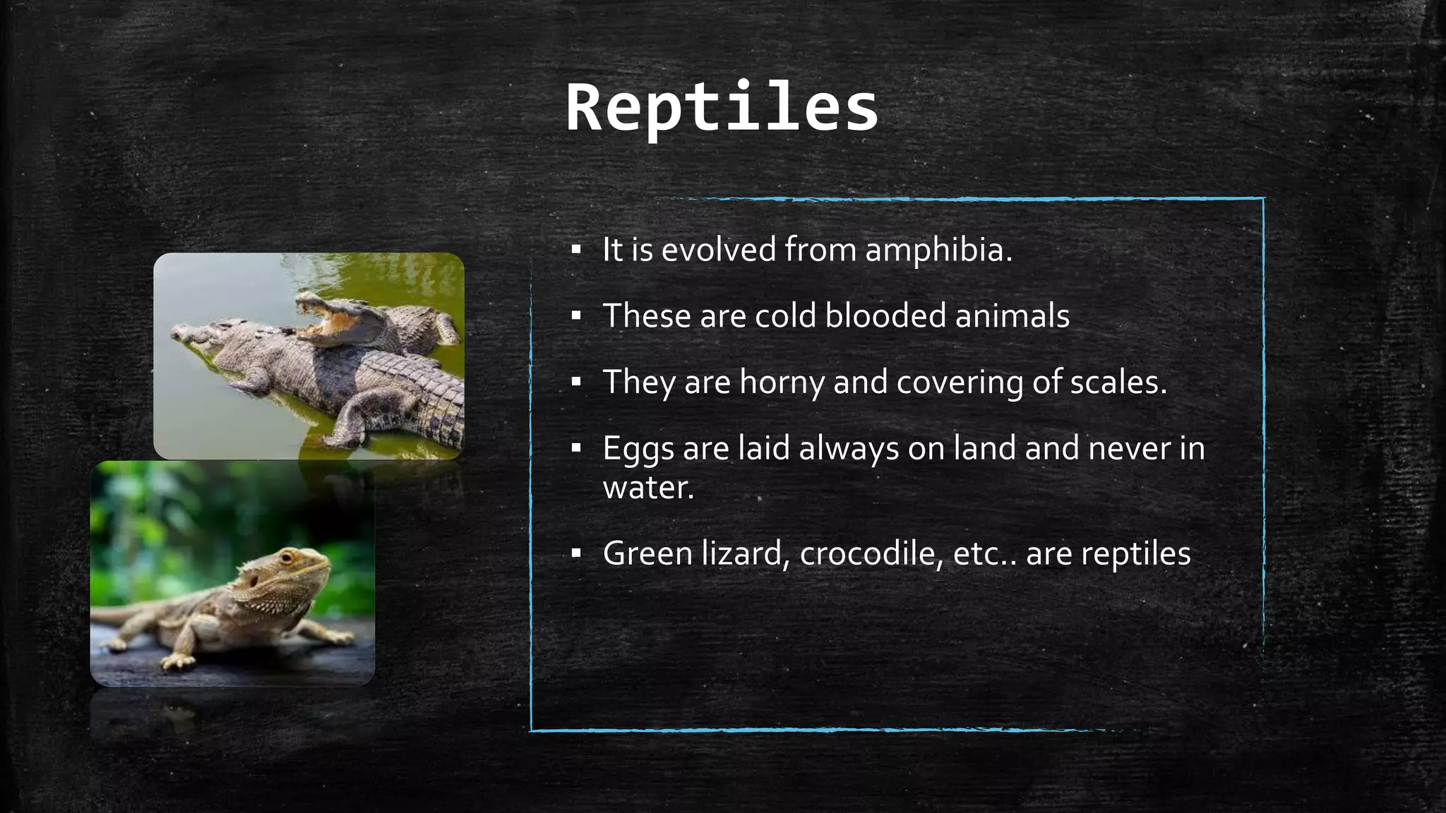 Male reproductive system in vertebrates | PDF