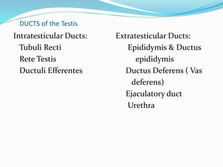 The Male Reproductive system lecture.pptx