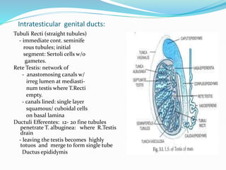 The Male Reproductive system lecture.pptx