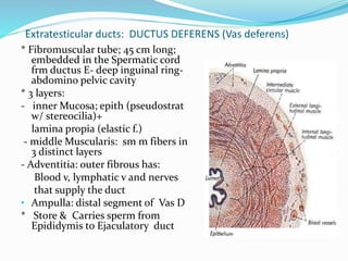 The Male Reproductive system lecture.pptx