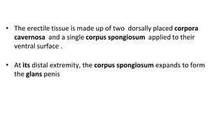 malereproductivesystemnew-190314170104.pdf