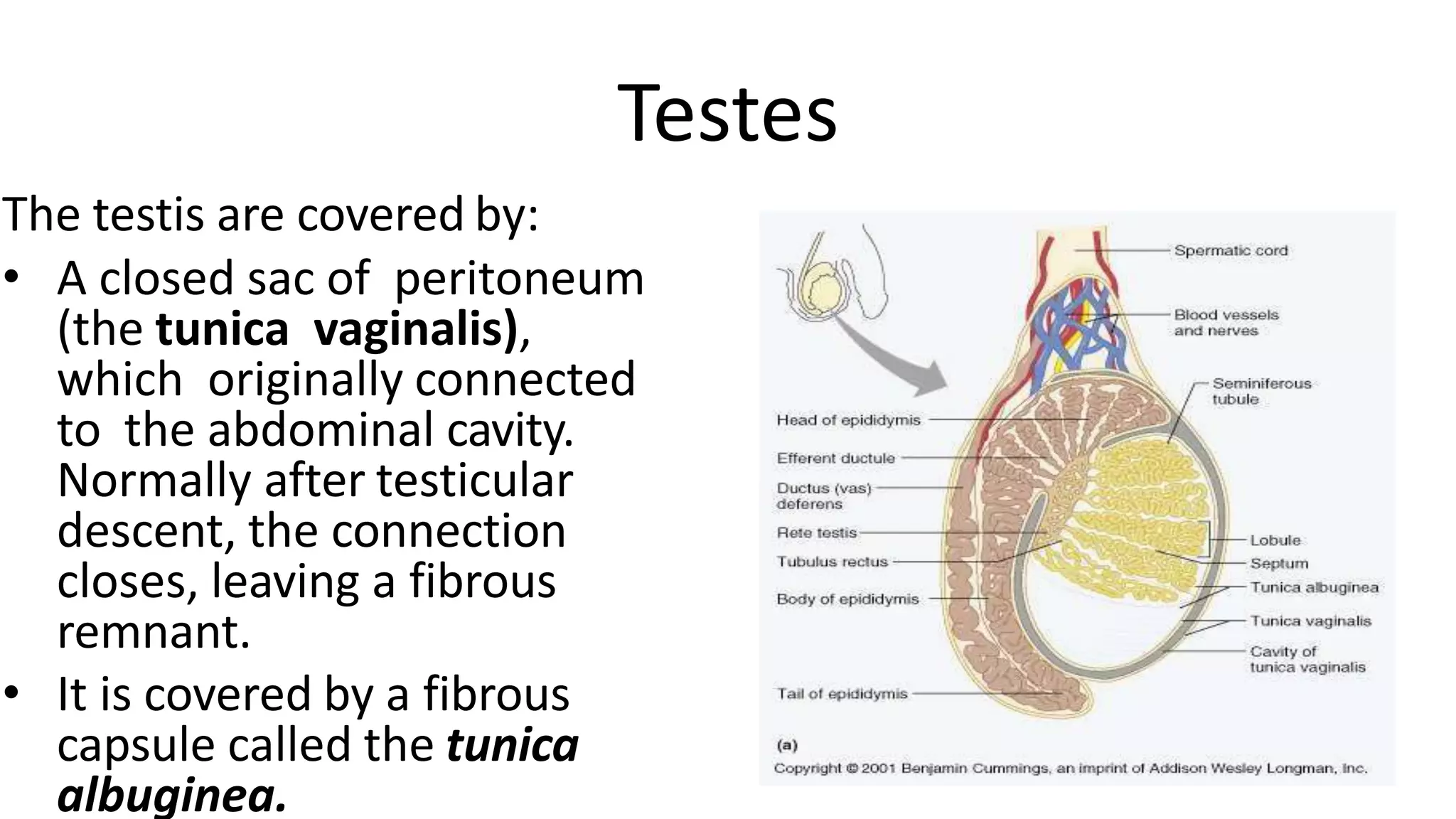 Male reproductive system - Anatomy | PPTX