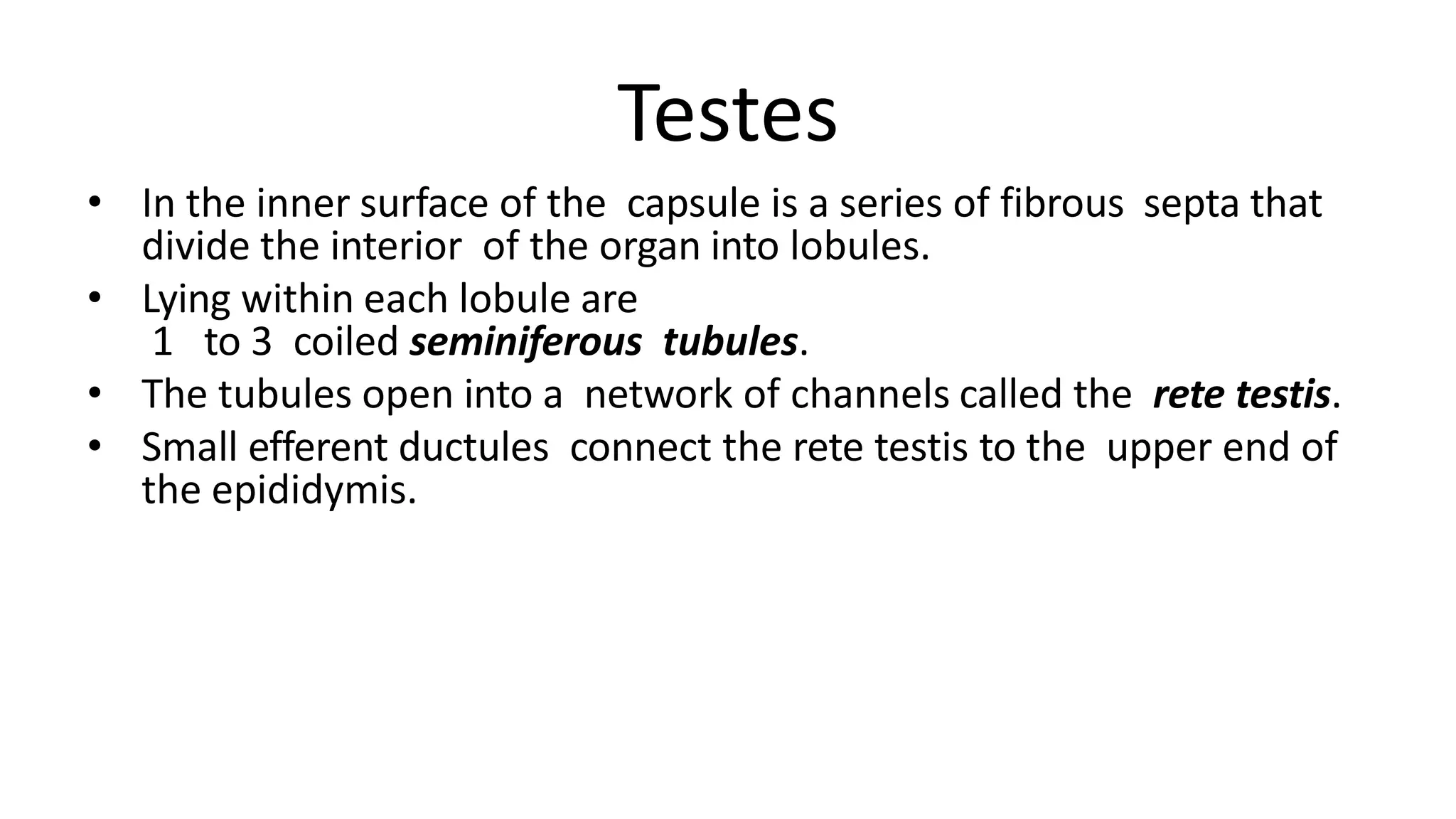 Male reproductive system - Anatomy | PPTX