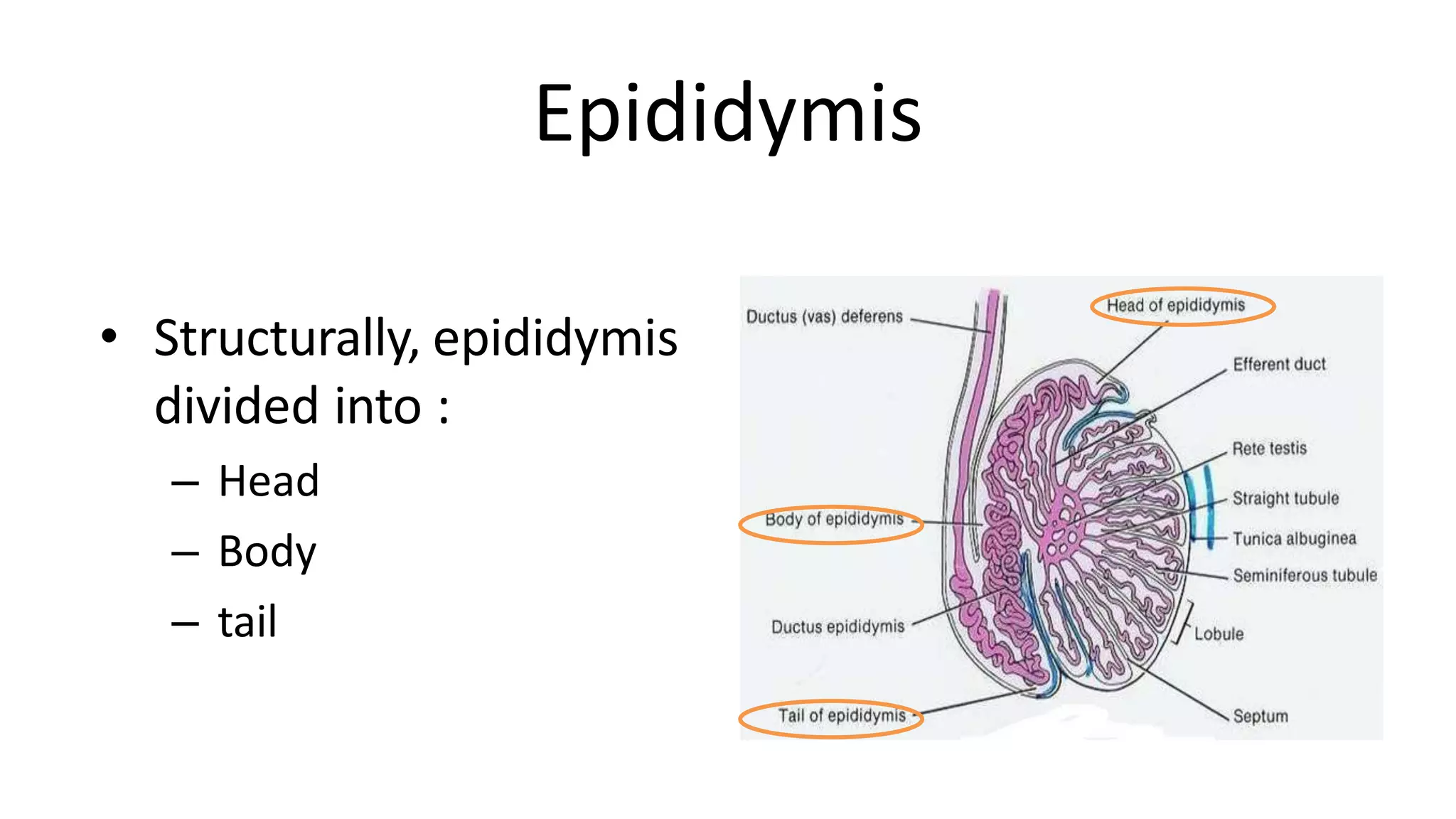Male reproductive system - Anatomy | PPTX