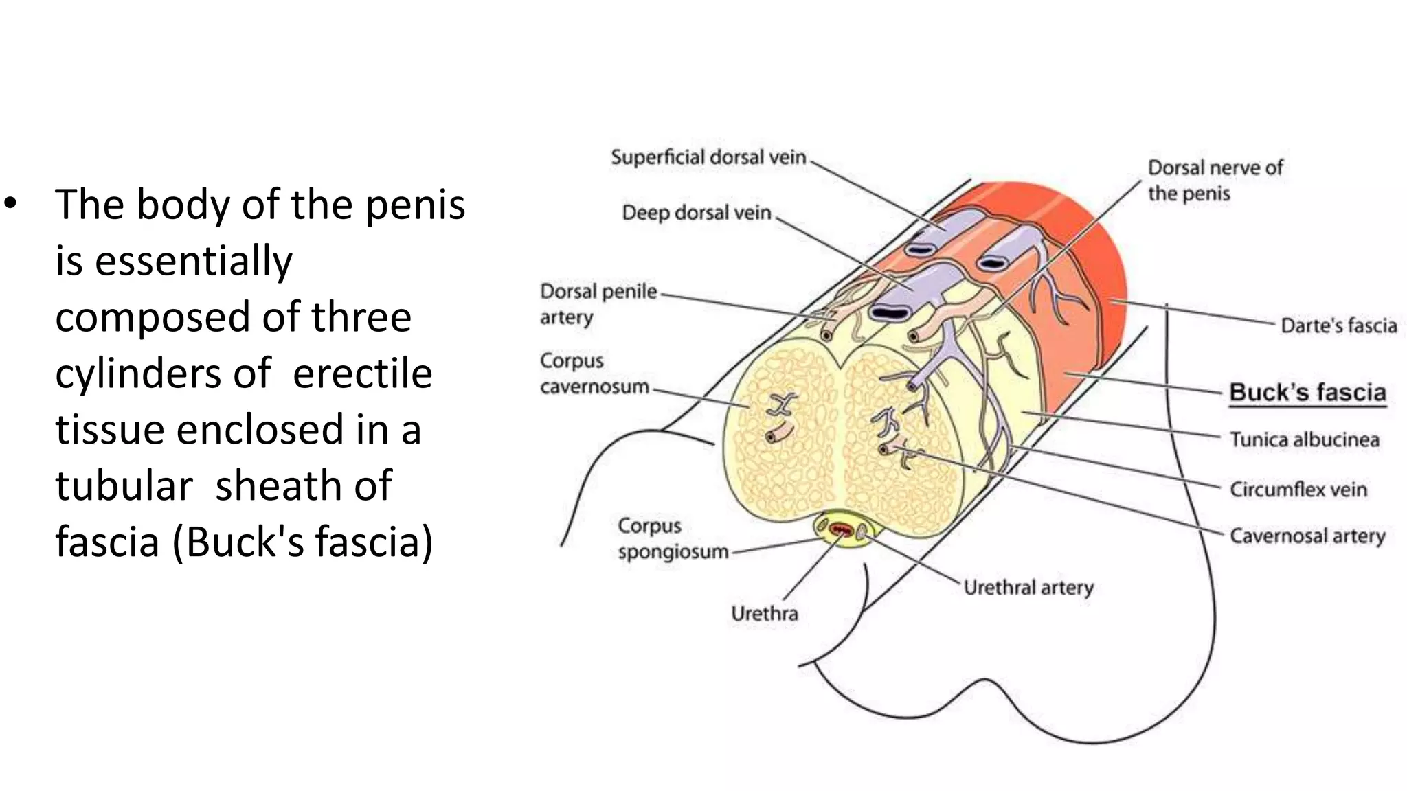 Male Reproductive System Anatomy Pptx