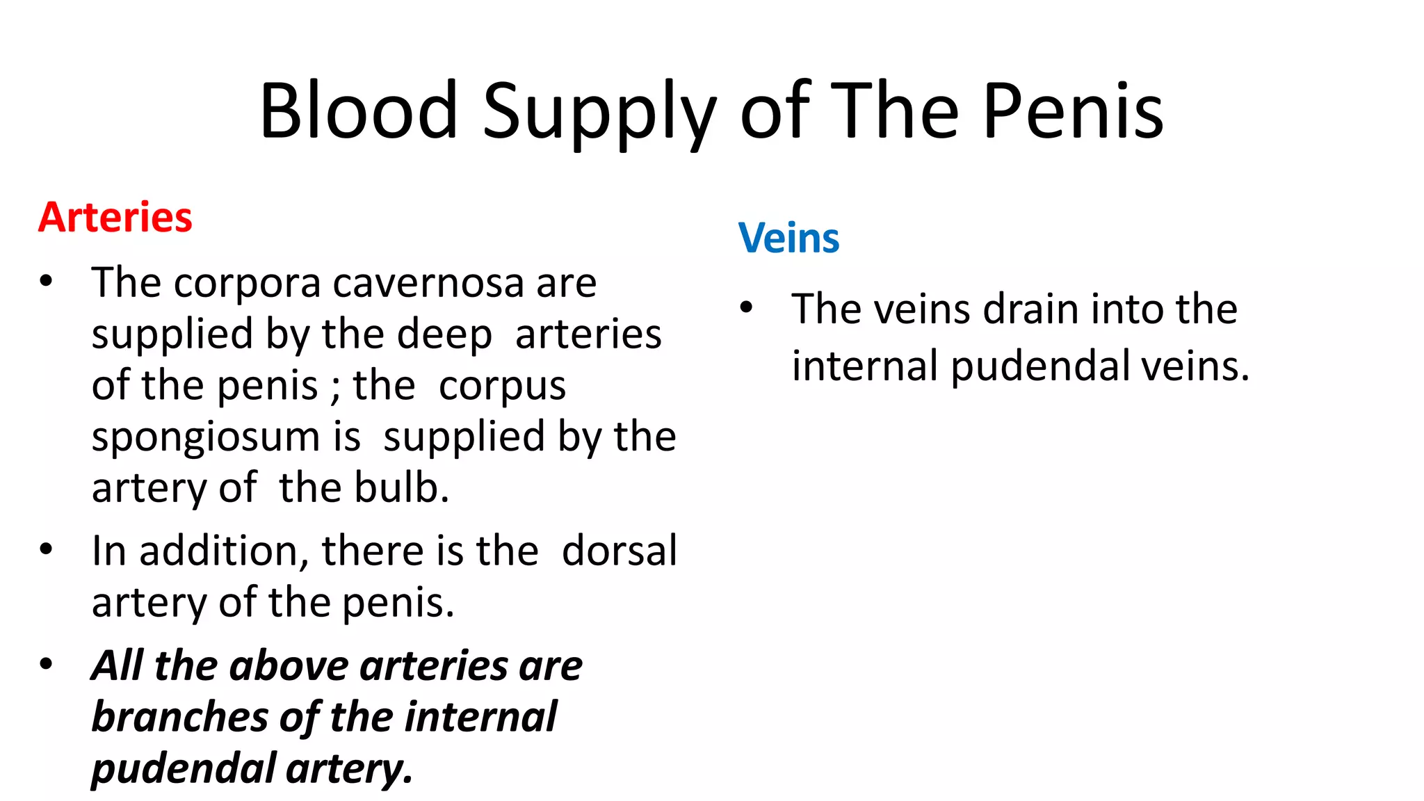 Male reproductive system - Anatomy | PPTX