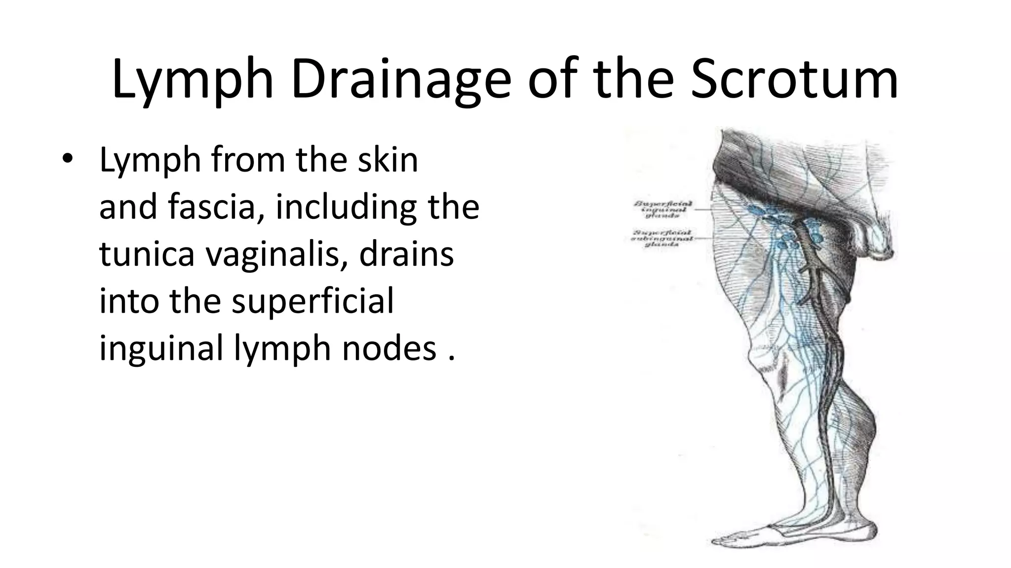 Male reproductive system - Anatomy | PPTX