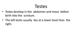 Male reproductive system - Anatomy | PPTX