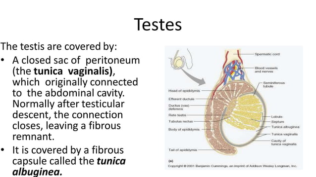 Male reproductive system - Anatomy | PPTX | Reproductive Health ...