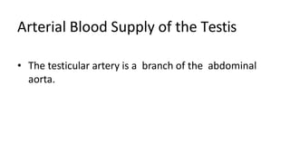 Male reproductive system - Anatomy | PPTX
